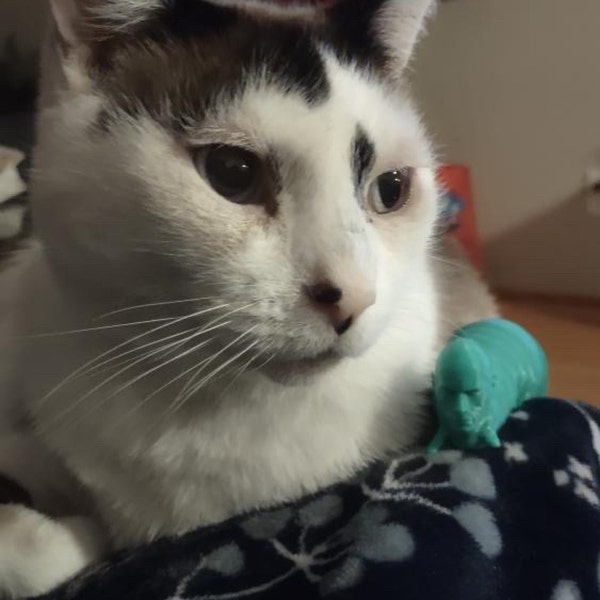 The Rock Fidget Slug - Etsy