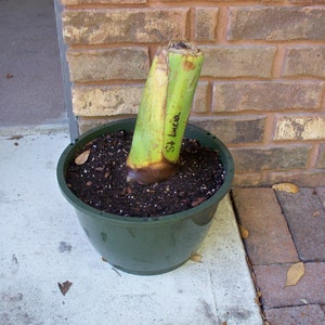 Curcuma ELATA Hidden Lily Ginger Flower Giant Plume Mature - Etsy