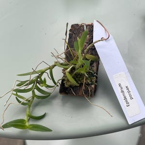 Trisetella Abbreviata Miniature Orchid Intermediate/cool Grower ...