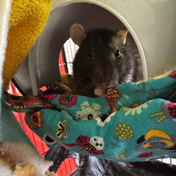 Lux Bonding Pouch for Rats, Small Animal Bonding Pouch, Sugar Glider ...