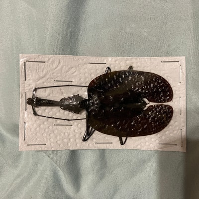 OVERSTOCK: Large Violin Beetles, Mormolyce Phyllodes Real - Etsy