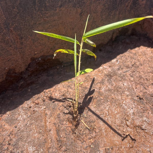 Red Margin Bamboo - Etsy