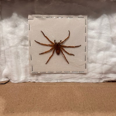 A Very Nice Orange Huntsman Spider From Malaysia Heteropoda Davidbowie ...