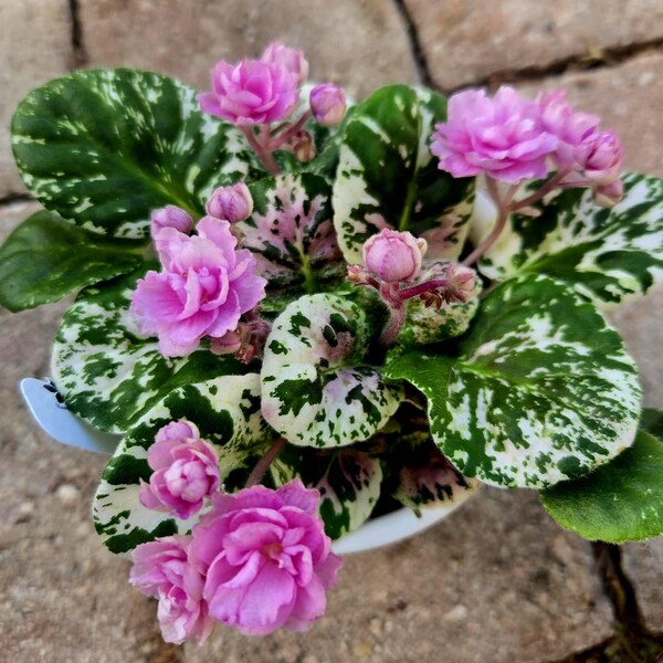 Live House Plant Bloom Fuchsia African Violet Harmony’s ‘vat Real Life ...