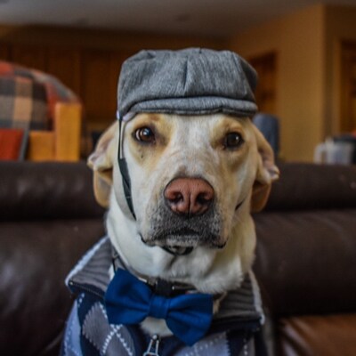 Extra Small or Small Dog Newsboy Cap hat - Etsy