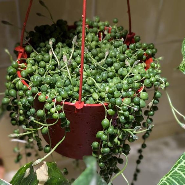 String of Pearlss, Hanging Plant, Live Succulent - Etsy