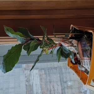 Cymbopogan Marinii Motia Palmarosa Grass Plant in 4 Inch Pot - Etsy