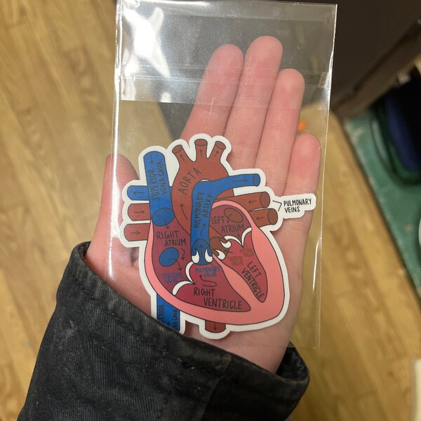 Labeled Heart Diagram | Sticker | Hand-drawn | Anatomy Sticker ...