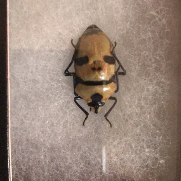Eucorysses Grandis Mask Skull Face Shield Bug Indonesia - Etsy