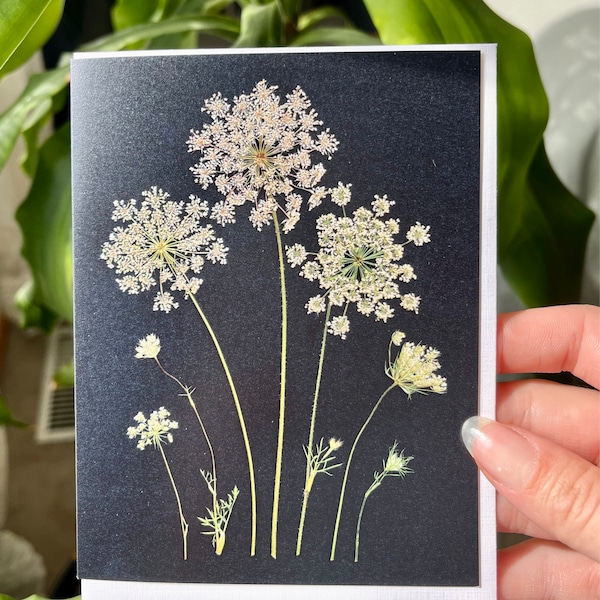 Queen Anne's Lace Pressed Flower Print With Flower Symbolism Insert ...
