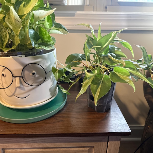 Philodendron Rio Large | Philodendron Rio Starter Planter Plant | Rio ...