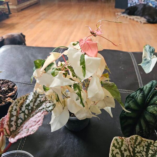 Fallopia Multiflora Variegated; Albo Reynoutria - Exact Plant; Multiple ...