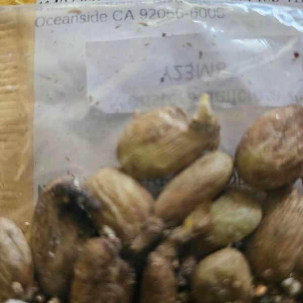 Giant Monstera Deliciosa Seeds Organic Seeds for Planting Swiss Cheese ...