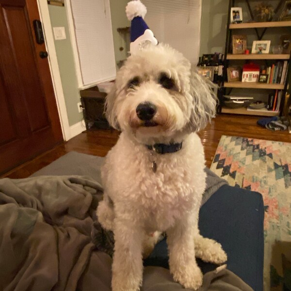 CUSTOMIZABLE Dog Bone MINI Birthday Cake Smash Party Hat / Headband in ...