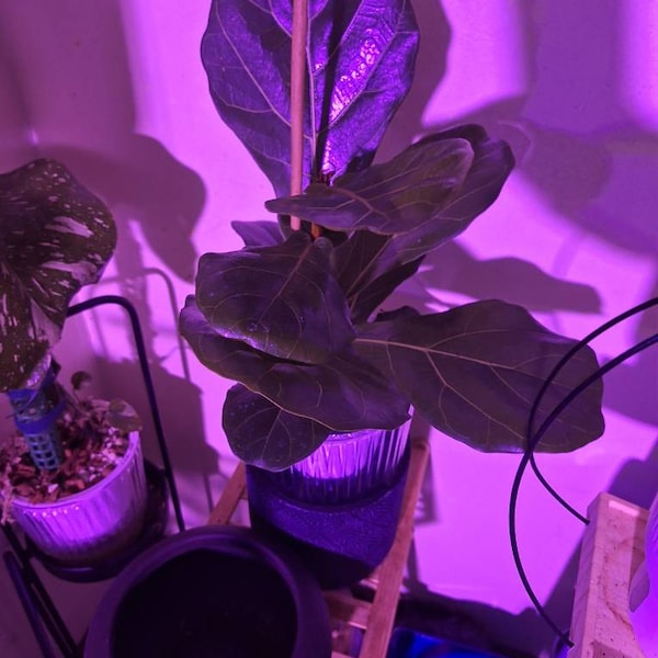 Mican Philodendron Velvet Leaf Philo Indoor & Outdoor Live Tropical ...