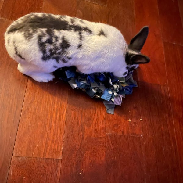 Seagrass Enrichmat™ | Snuffle Mat | Foraging & Enrichment Mat | Well ...