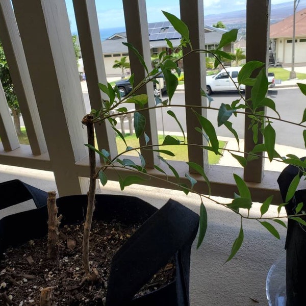 Maqui Seeds - 15 Organic Wild Harvested Maqui / Chilean Wineberry ...