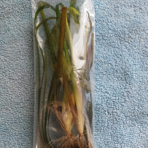 BUY2GET1FREE Java Moss, Bogor Moss Aquarium Plant | Easy Aquarium Plant ...