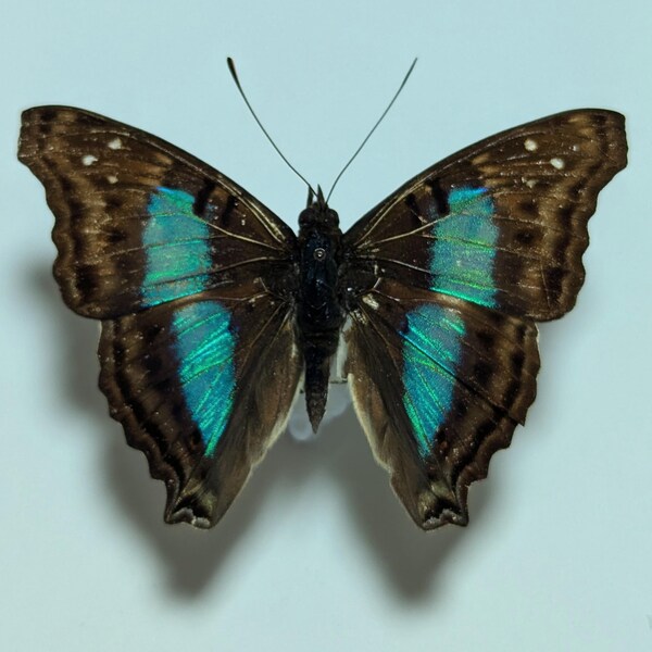 1 A-1 Pyrops Candelaria Green Yellow Real Lantern Fly Entomology - Etsy