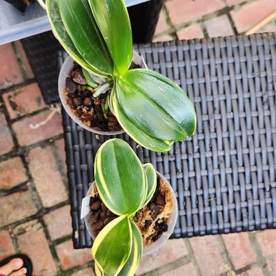 Phal. Sogo Vivien 'SOGO F858' variegata & Peloric, Blooming Size, FREE Shipping - Etsy