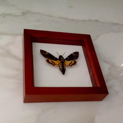 Real Butterfly Decor Framed Display With Sulphur Insect - Etsy