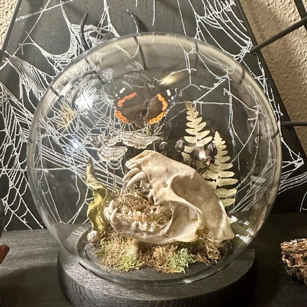 Giant Cicada & Empress Cicada Shadow Box Framed Quesada Gigas ...