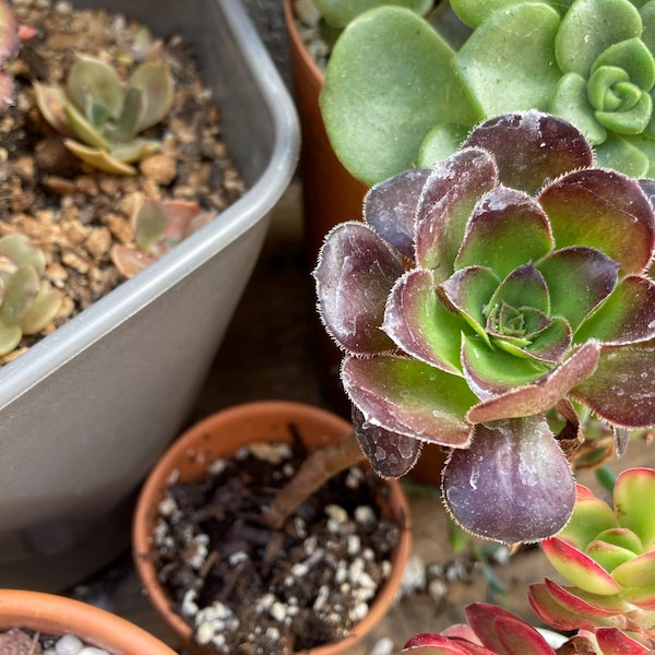 Peperomia 'ruby Cascade' Succulent Plant - Etsy