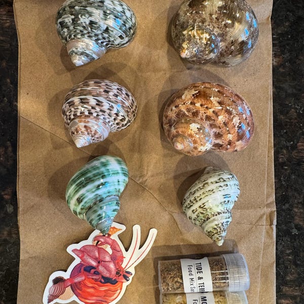 Turbo Shells Pack - Hermit Crab Shell Growth Pack - Etsy