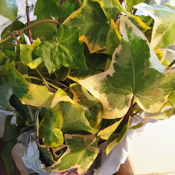 Hedera Helix 'gold Child' English Ivy -air Purifying Plant - Easy Care ...