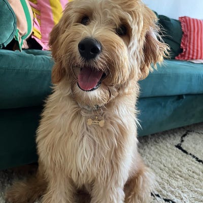 Personalized Deputy Police Law Enforcement Badge for Collar With ...