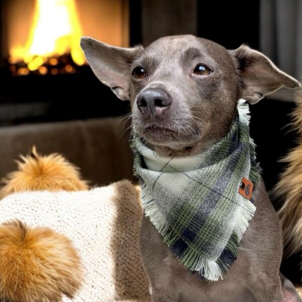 Holly Flannel MASF-9935-JK From Snowdays Flannel by Bonnie Sullivan for ...