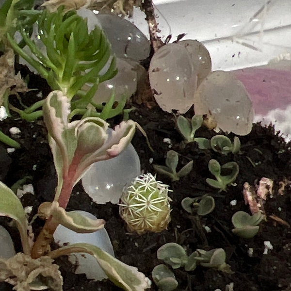 Pearl Tiny Live Plant Living Inside a Capsule - Small Succulent ...