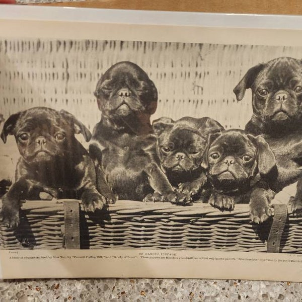 1930's Antique Pug Dog Print Champions Paul and Peter of Inver and ...