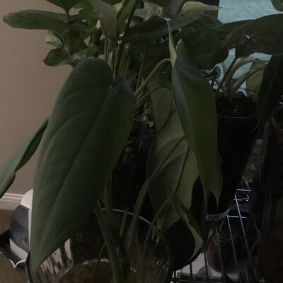 IPhone Lockscreen Classic Ipod Wallpaper Pack 3 HD Images - Etsy