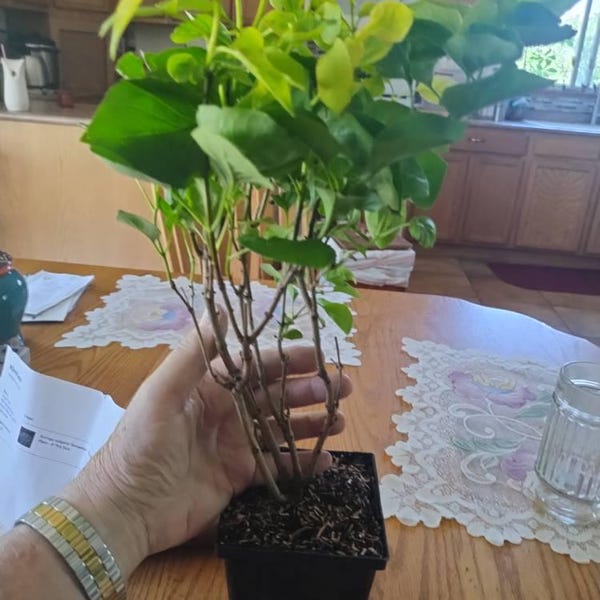 Syringa Vulgaris 'sensation' - Bicolor Flowering Lilac - Live Plant - 4 ...