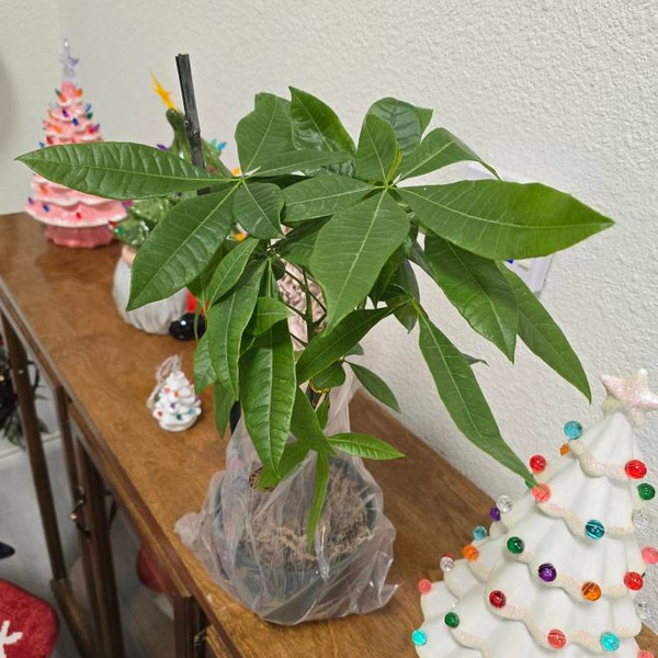 Mican Philodendron Velvet Leaf Philo Indoor & Outdoor Live Tropical ...