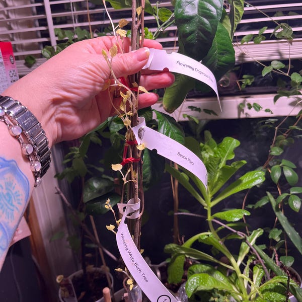 Washington Hawthorn Tree, Crataegus Phaenopyrum, Red Berries, White ...
