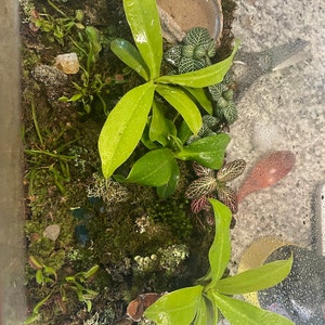 Star Moss Tortula Ruralis - Etsy