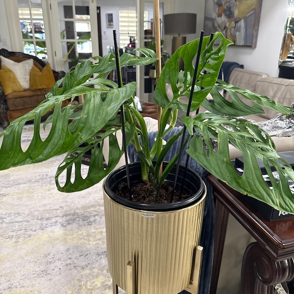 Monstera Esqueleto | True Epipremnoides Skeleton Swiss Cheese Plant ...