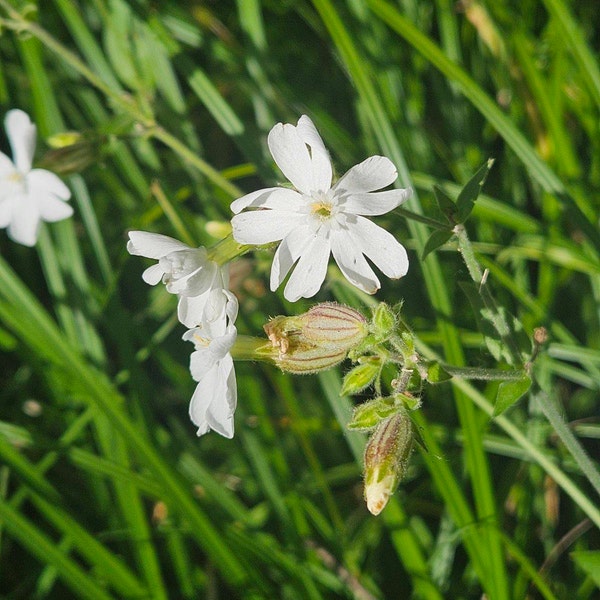 Hollyhock Indian Spring Mix Seeds Heirloom USA NJ Grower See My Store ...