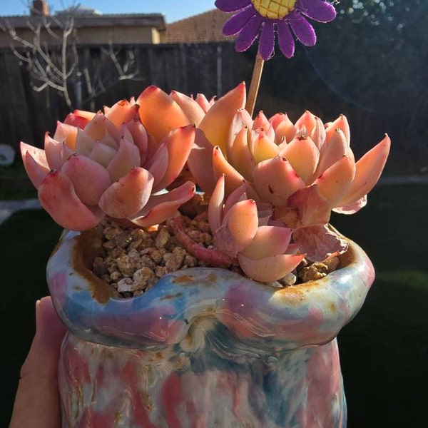 Mix Rare Live Succulent Plants Advanced Level Blind Box, 2-3.5 Random ...