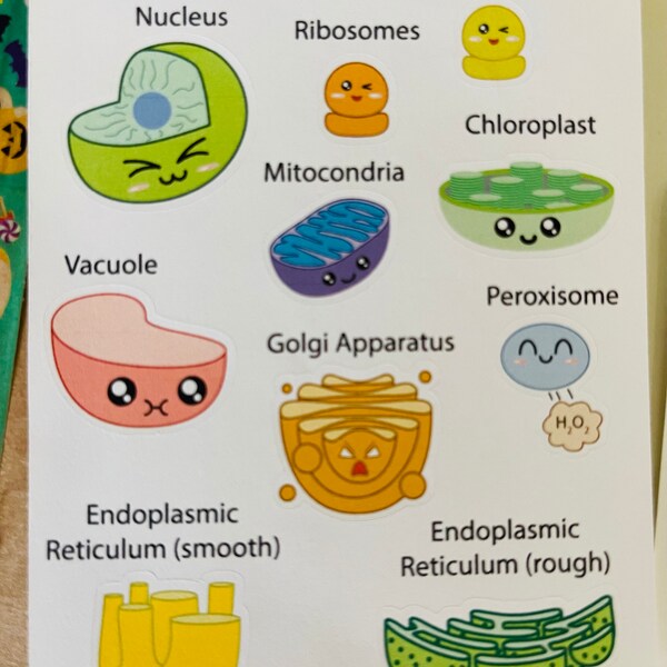 What's in a Cell? Organelles! (plant) | Decorative | Science Stickers ...