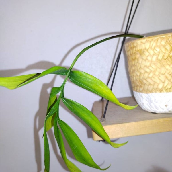 Ficus Thunbergii (oak Leaf Creeping Fig Aka Ficus Pumila Var ...