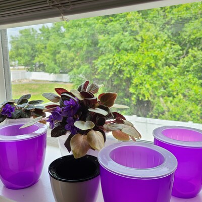 3 Perfect Orchid Pots Self Watering Plant Planters - Etsy