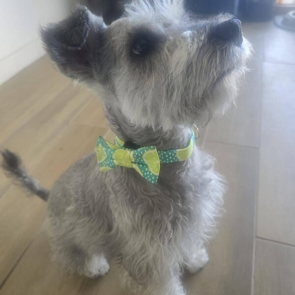 Dog Collar, Best in Show, Animals, Cow, Longhorn, Highland, Pig ...