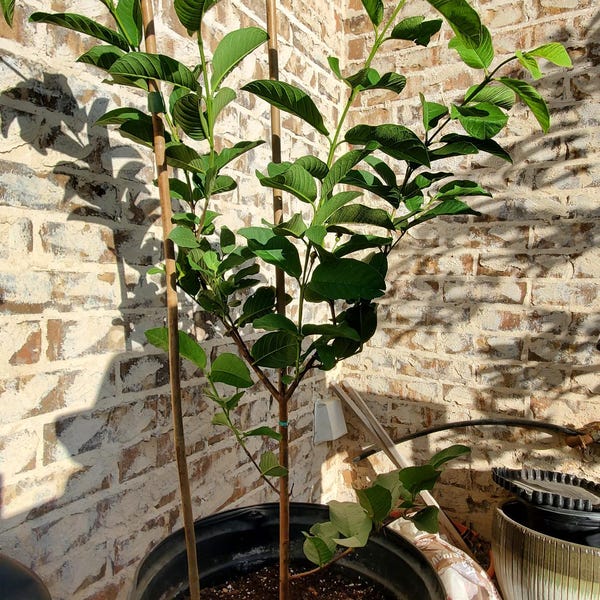 Live Grafted Kaffir Lime Tree, 2 Feet Tall, in 1-gallon Pot for Indoor ...