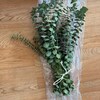 Fresh Eucalyptus Shower Bundle, Eucalyptus Shower Bundle, Indoor ...