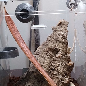 Gecko Food Ledge Bowls & Spoon Kit Choice of Colours 3D - Etsy