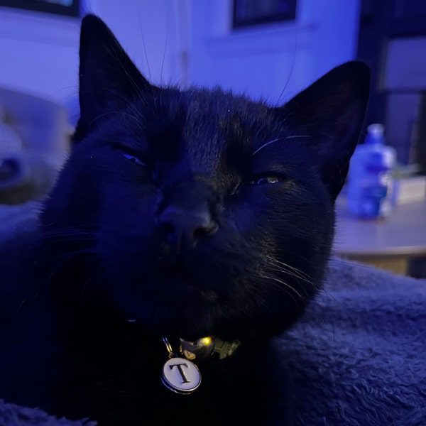 Original Cat Collar Bell, Original Jingle Bell, Cat Collar Charm, Pet ...