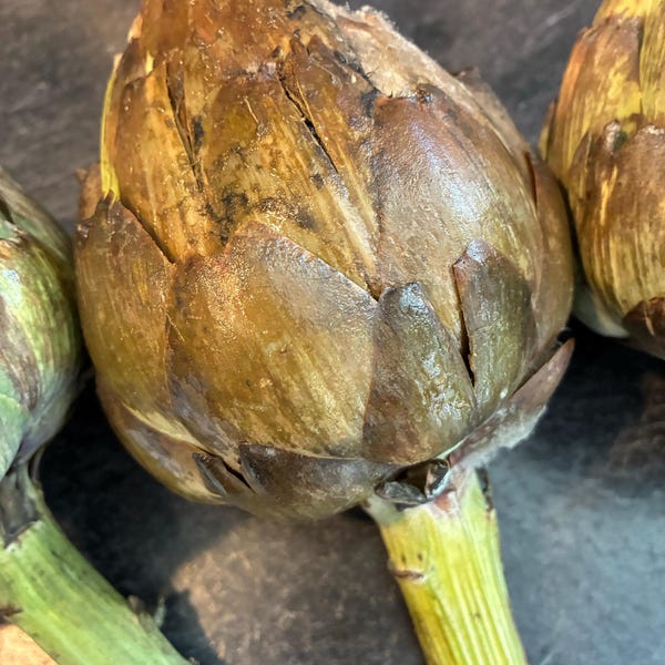 Edible Malanga Coco Yam Yautia Big Taro Root for Planting or Eating ...